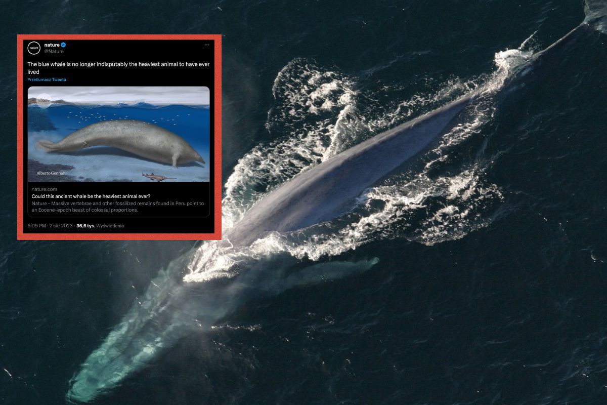 Mógł mieć nawet 340 ton. Oszałamiające odkrycie w Peru