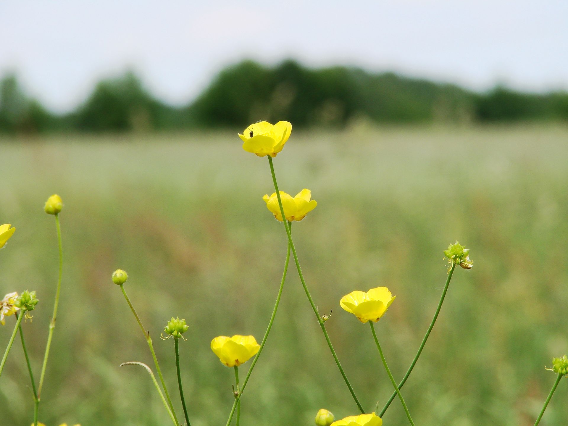 Jaskier polny - pielęgnacja, wymagania, uprawa i odmiany