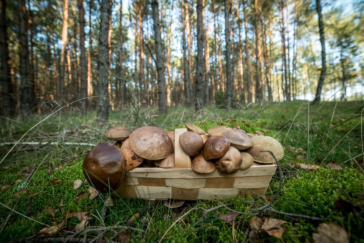 Mapa grzybów w Warszawie. Gdzie na grzybobranie? - Wiadomości z Warszawy WP