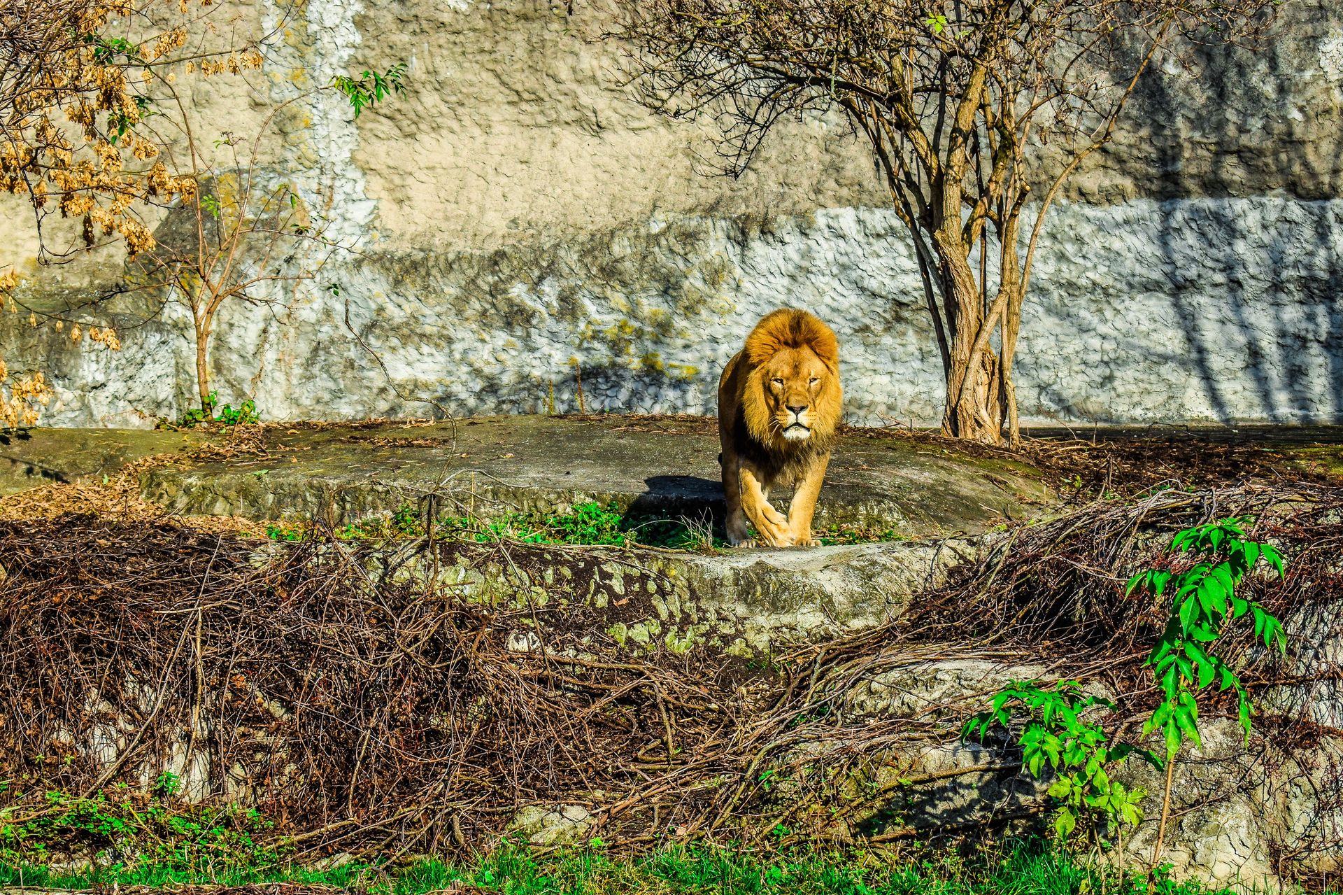 Lew uciekł z zoo w Antalyi. Rzucił się na mężczyznę
