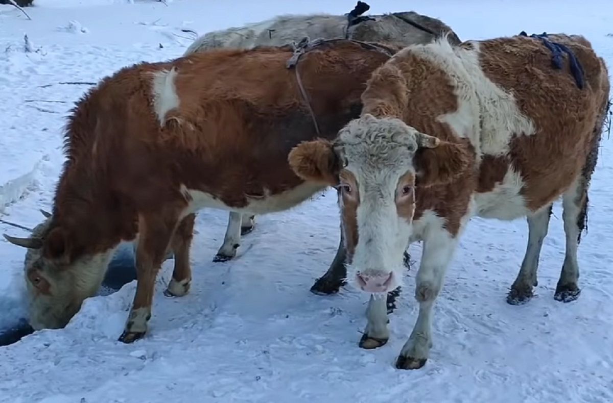 Syberia. Rolnik ubiera krowy. "Oszczędzam dwa litry mleka dziennie"
