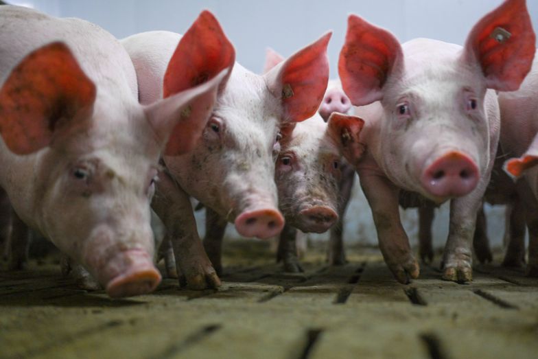 "Locha plus". Rząd szykuje kolejne dopłaty - Money.pl