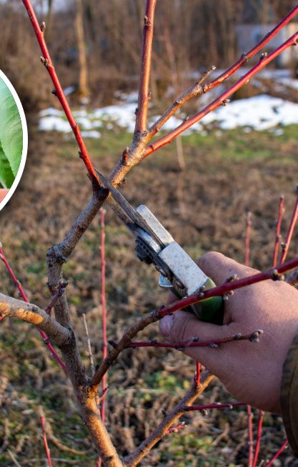 Kiedy przycinać brzoskwinie? Wielu robi ten błąd