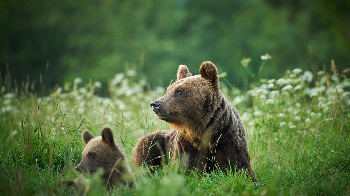 Pieniny. Niedźwiedzie przy słynnym szlaku turystycznym
