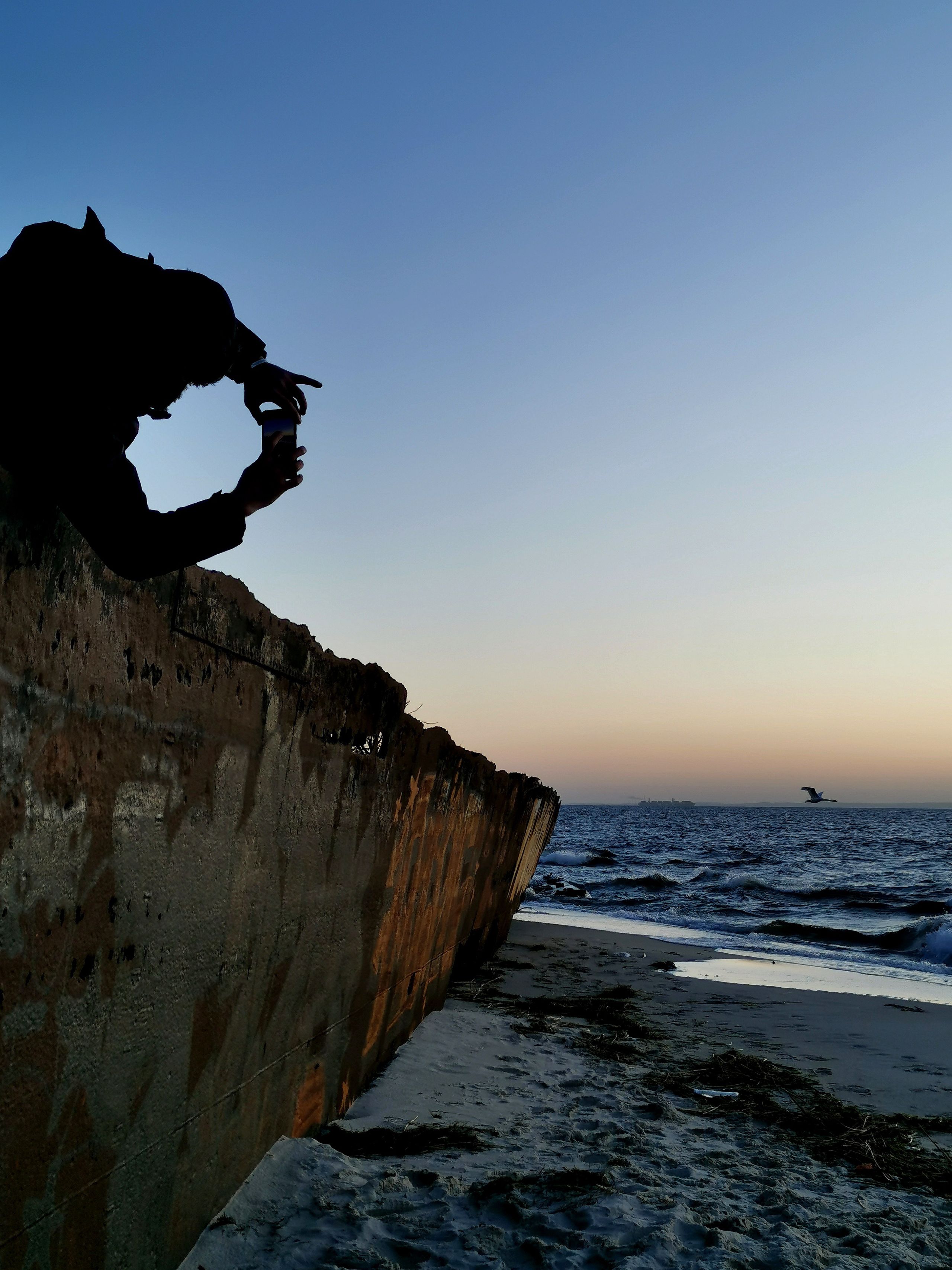Foki, torosy i łabędzie śpiące przy wraku okrętu. Letni kurort zimą ...