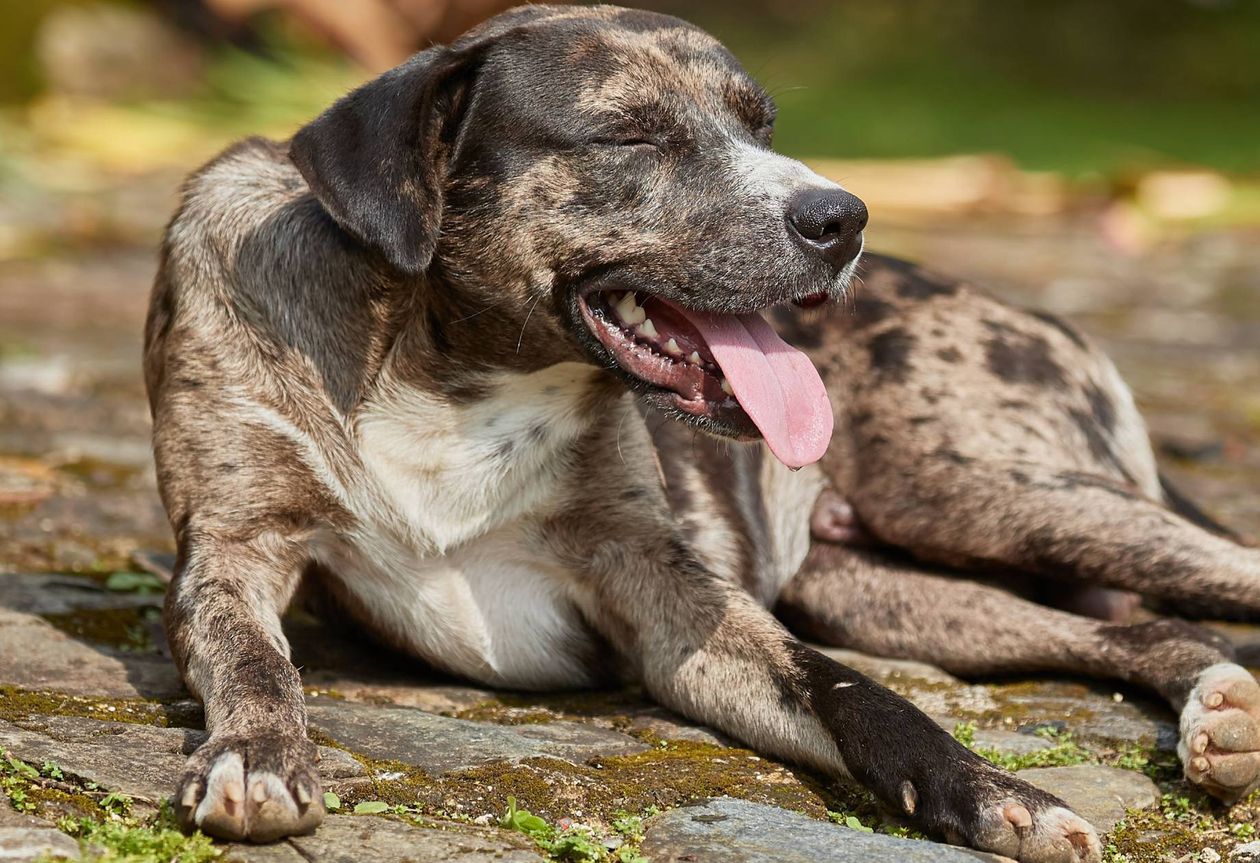 Pies długo dyszy? Lepiej tego nie lekceważ