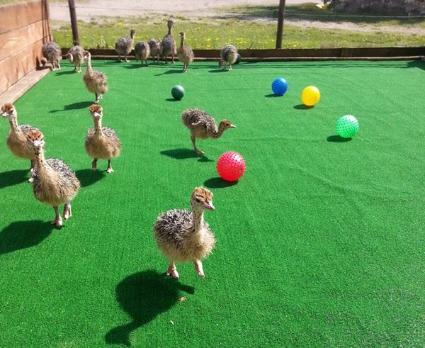 Najpopularniejsze hodowle strusi w Polsce. Gigantyczne ptaki i ...