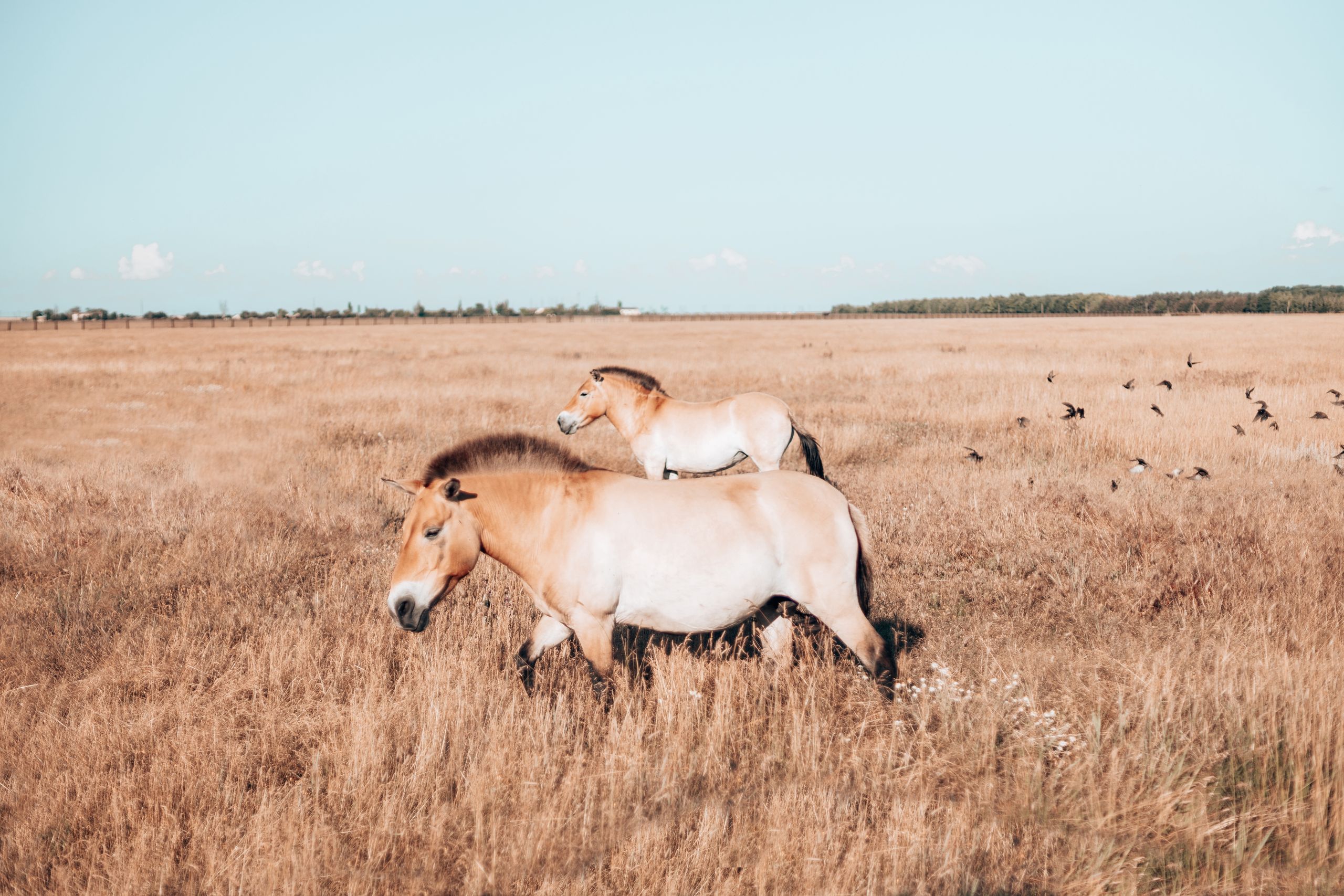 Askania Nowa, czyli unikalny rezerwat w Ukrainie. To ostatnie takie ...