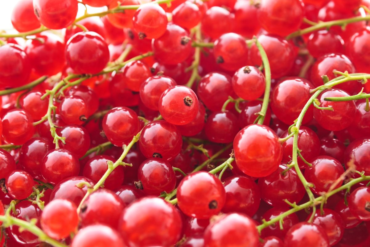 Czerwone porzeczki pod lupą. Jakie mają właściwości? - WP Kuchnia