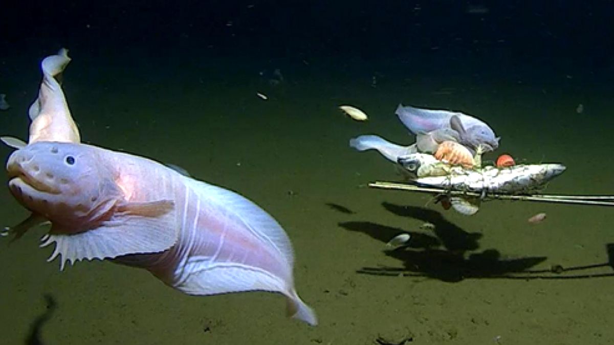 Sensacja na dnie oceanu. Naukowcy mówią o nowym rekordzie - WP Wiadomości