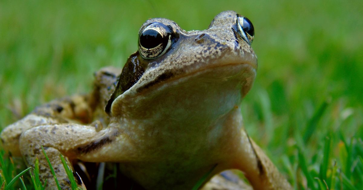 Scientists explore toad venom as potential cure for depression - MyImpact