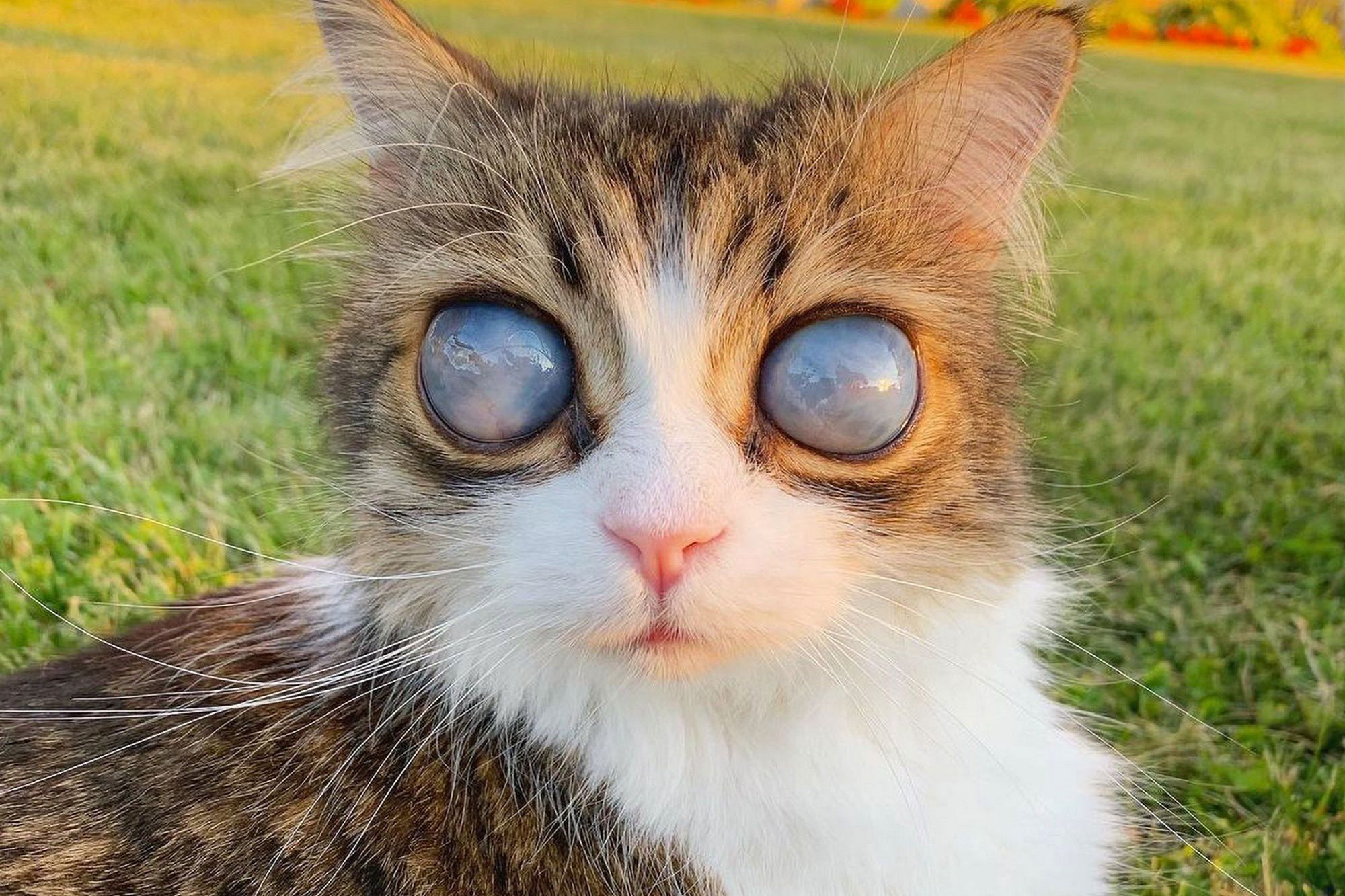 Kot zachorował. Teraz jest gwiazdą internetu. Ludzie go kochają - o2