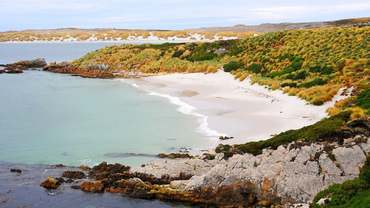 Falklandy – co warto zobaczyć w tym zakątku świata?