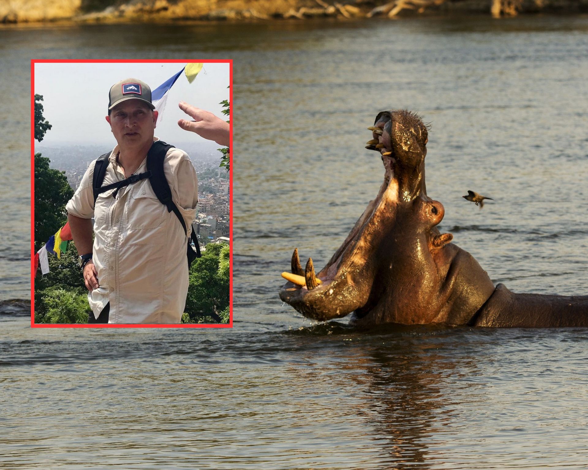 Hipopotam usiłował go połknąć. Opowiada, jak przeżył koszmar
