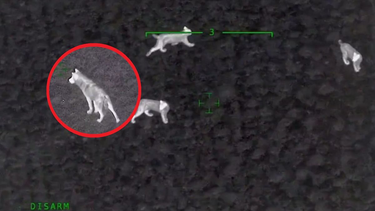 Ryś kontra wilk. Rzadkie nagranie fińskiej straży granicznej - WP ...