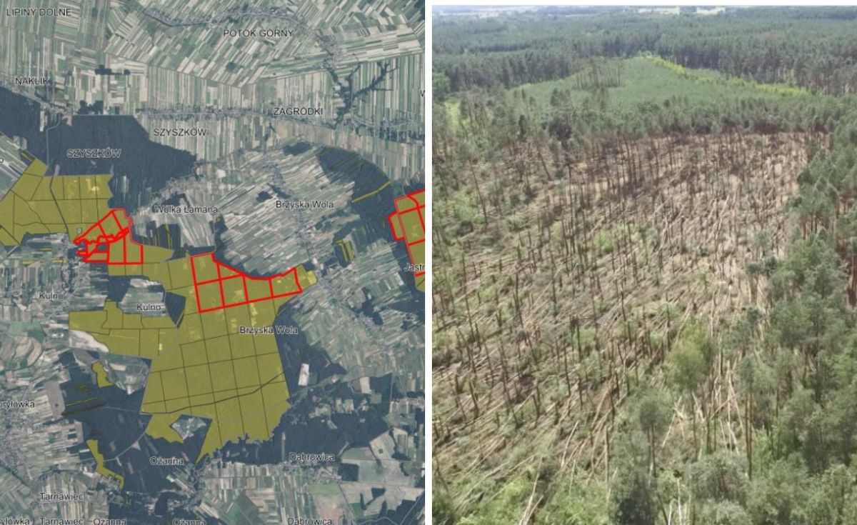 Tysiące powalonych drzew. Wprowadzono zakaz wstępu do tego lasu - WP ...