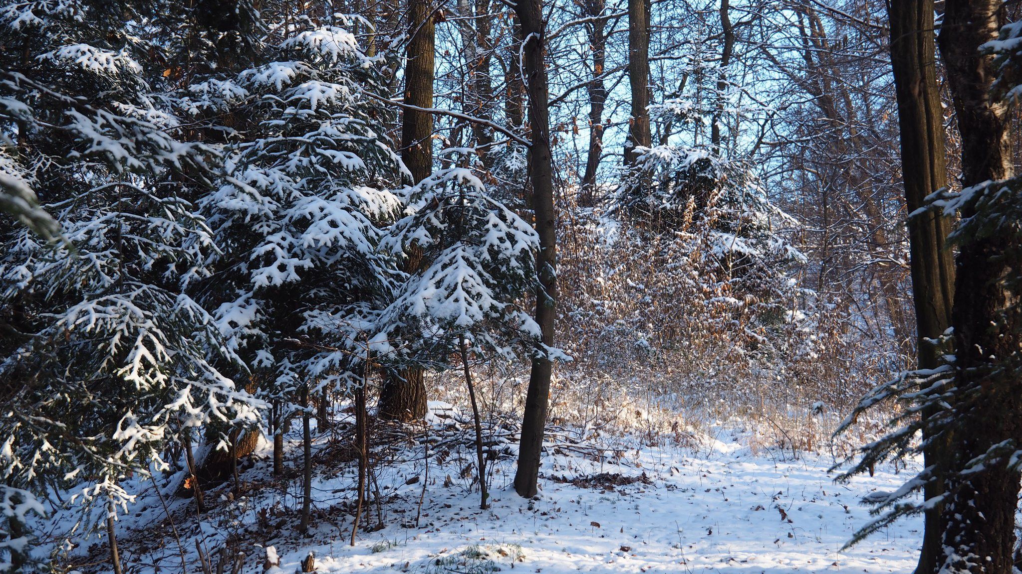 W polskich lasach już się zaczęło. Leśnicy pokazali dowód - o2