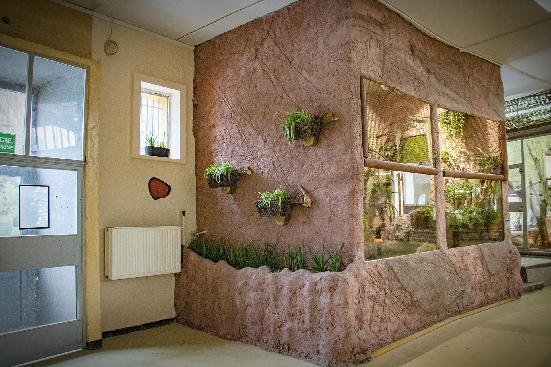 Chorzów. Żółw sępi poczuje się jak na wolności. Dostał nowe terrarium