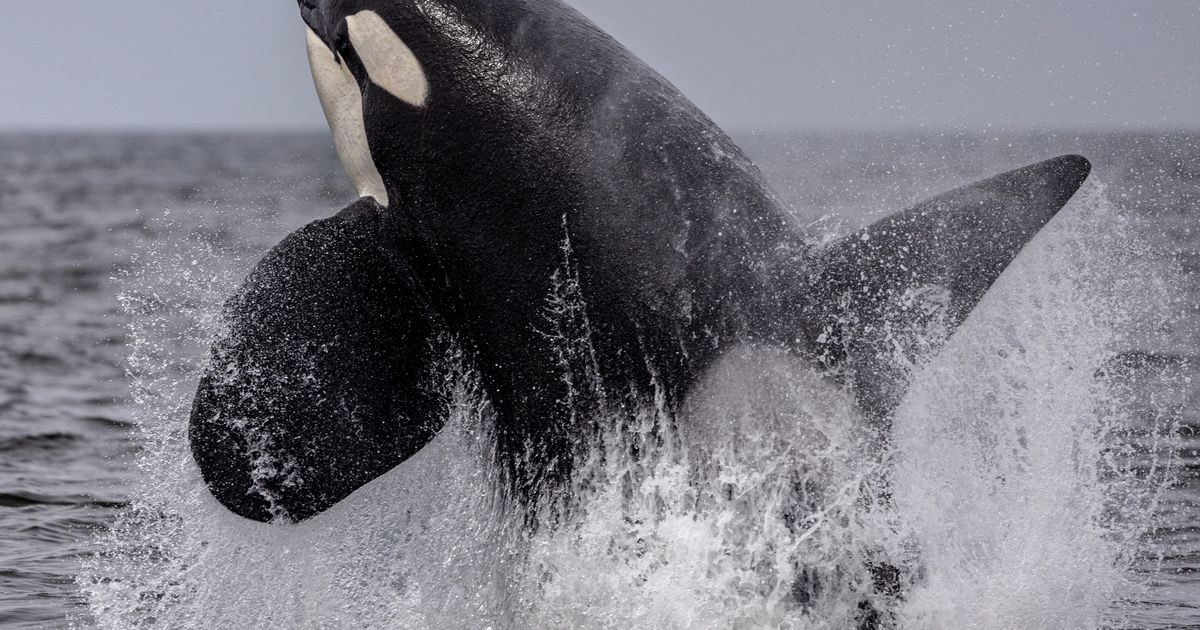 Kolejny atak u wybrzeży Hiszpanii. Orki stanowią poważne zagrożenie - WP Wiadomości