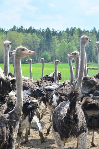 Najpopularniejsze hodowle strusi w Polsce. Gigantyczne ptaki i ...
