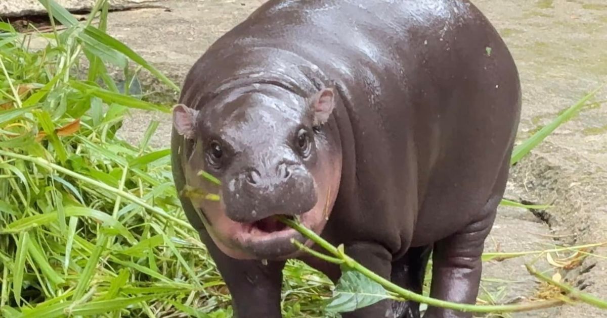 Moo Deng niczym Wróżbita Maciej? Hipopotamica przewidziała wynik ...