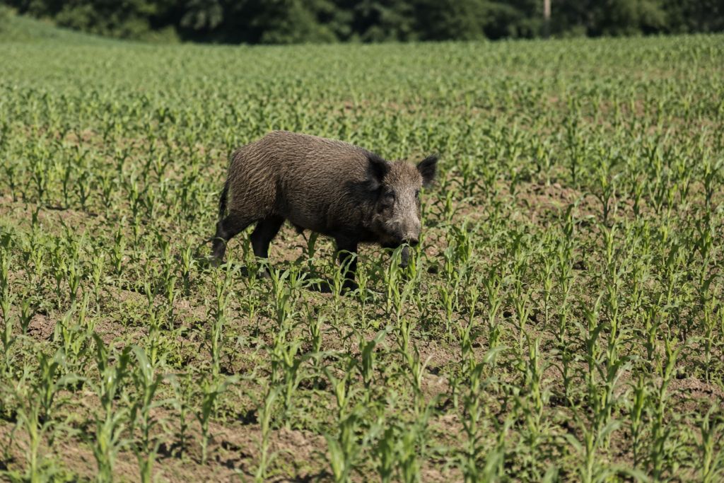 ASF znów uderza. Blisko 30 nowych przypadków u dzików