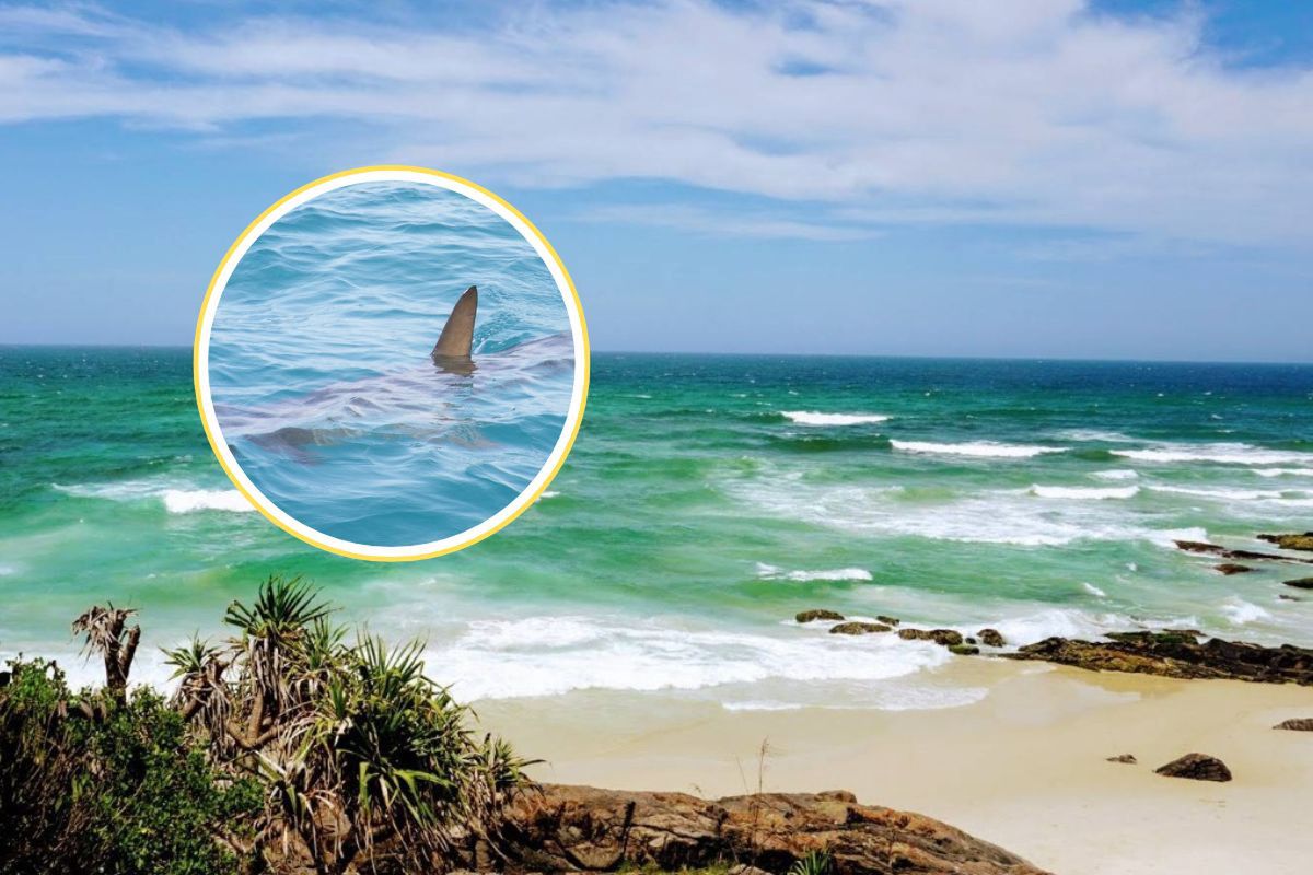 Atak rekina w Australii. Chłopiec w poważnym stanie