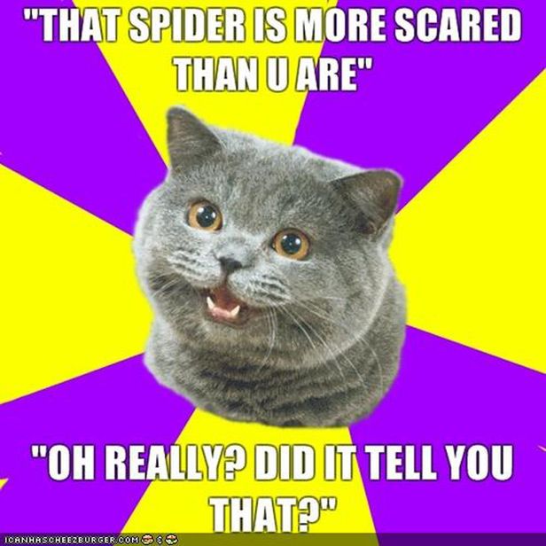 Nyan Cat, kot paczacz, Kitler. 10 najlepszych kocich memów [wideo i ...