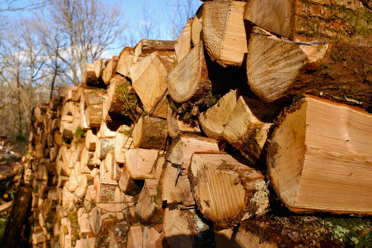 Jaki opał na zimę? Tyle drewna potrzeba zamiast tony węgla - Money.pl