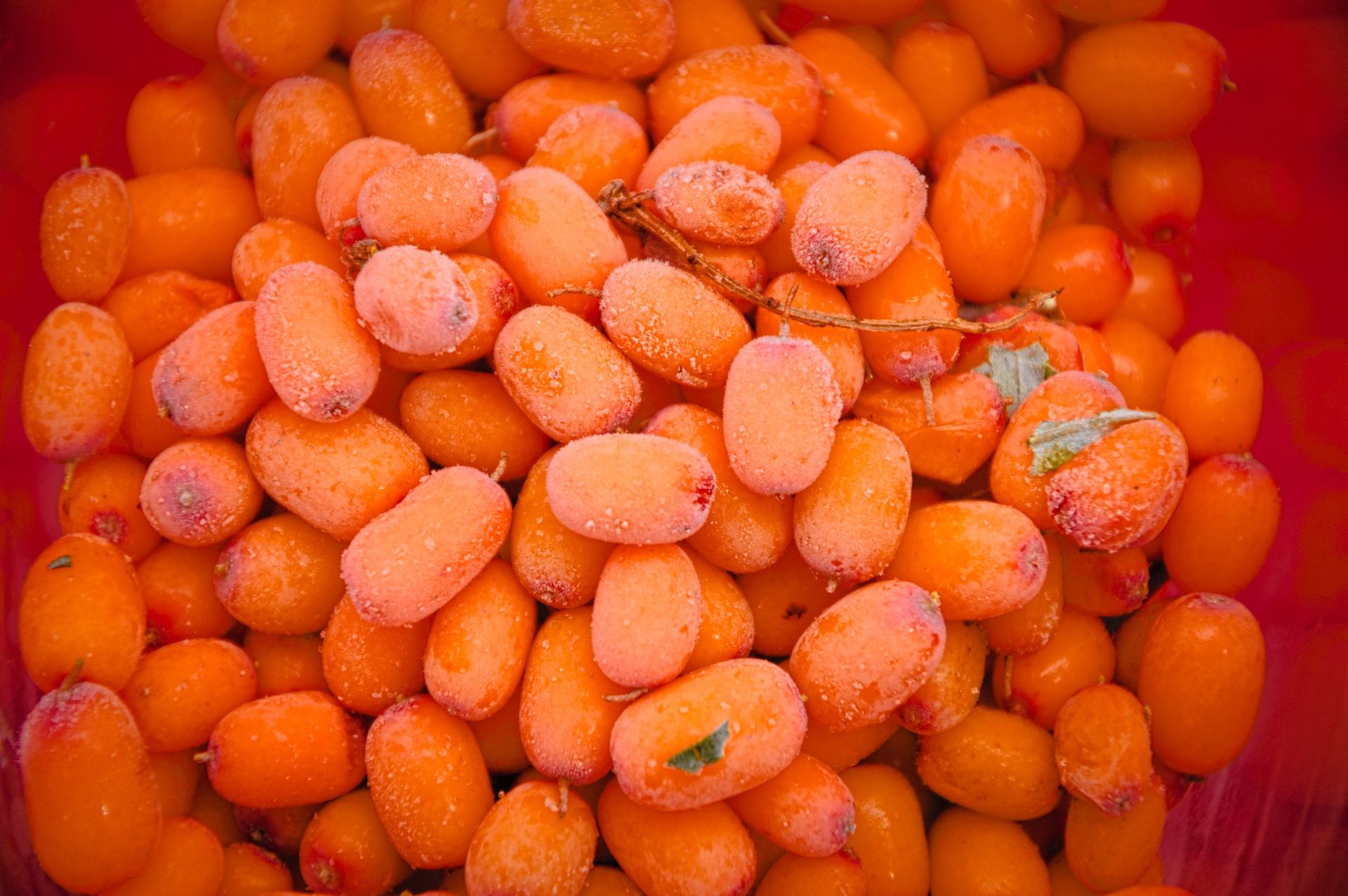 To najzdrowszy owoc na świecie. Rośnie w Polsce, ale go nie doceniamy