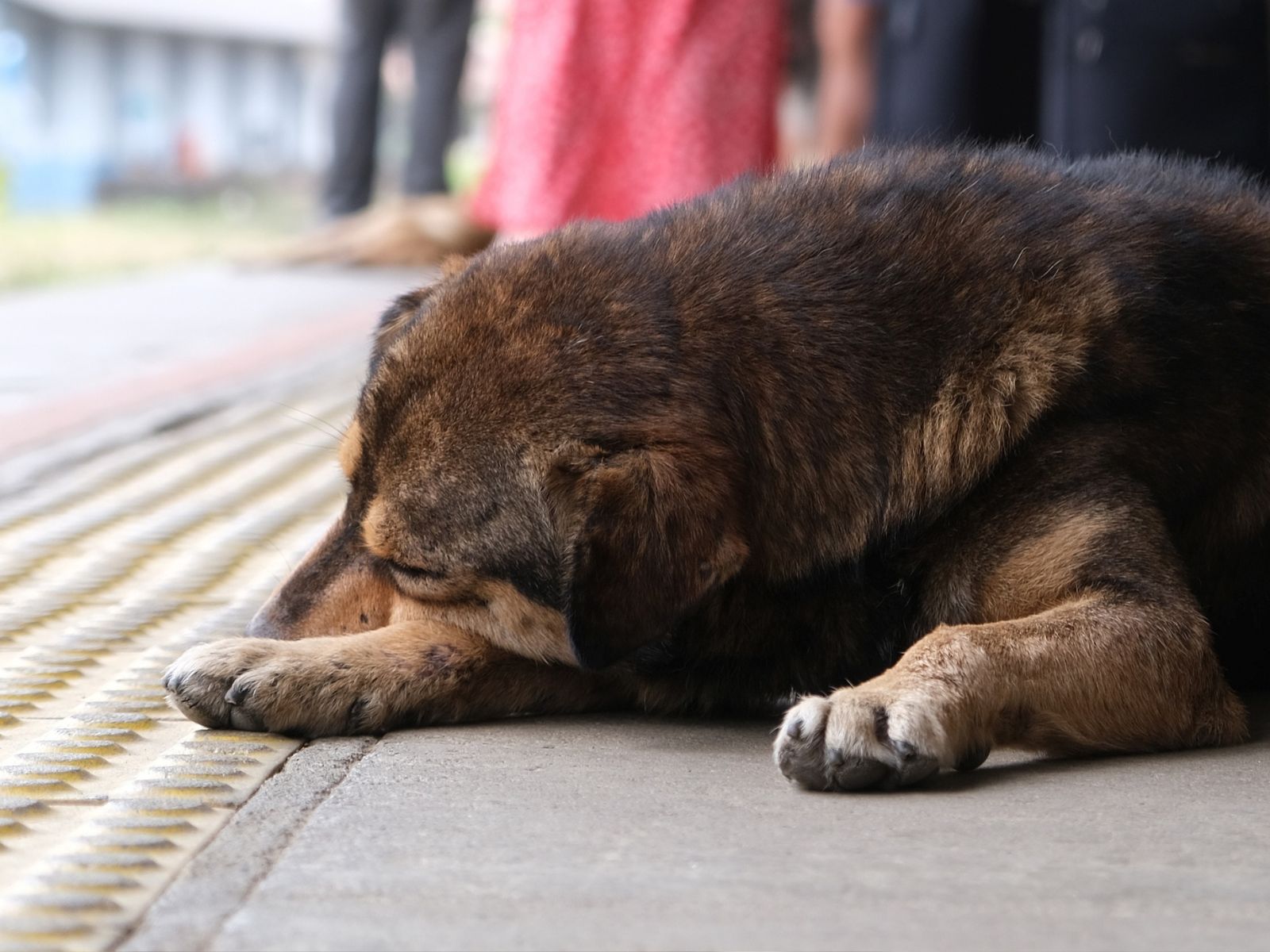 "Realne zagrożenie dla psa". Mocne słowa eksperta