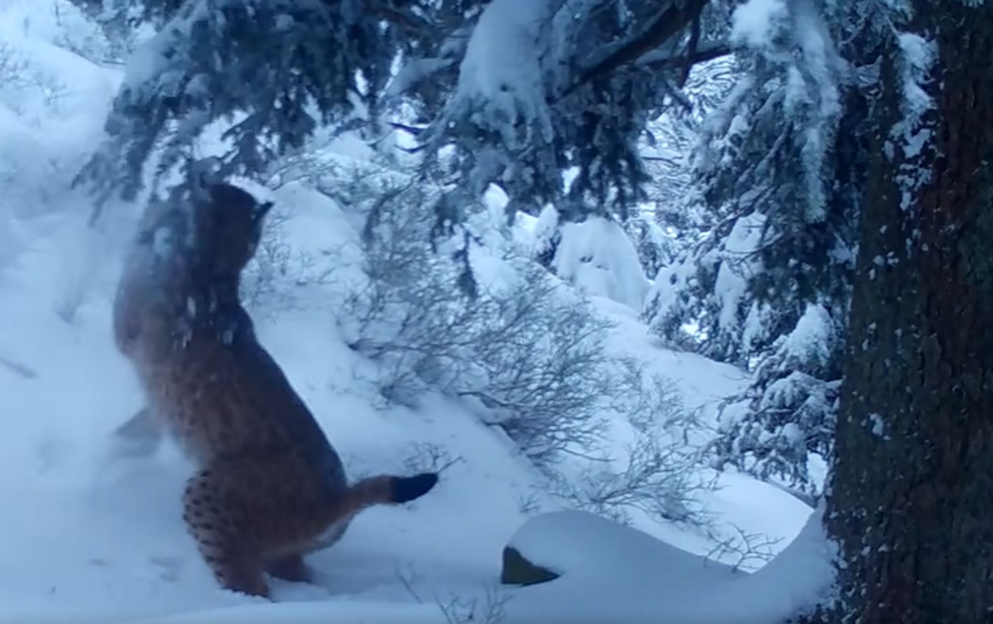 Fotopułapka nagrała rysia. Wideo z Małopolski podbija sieć