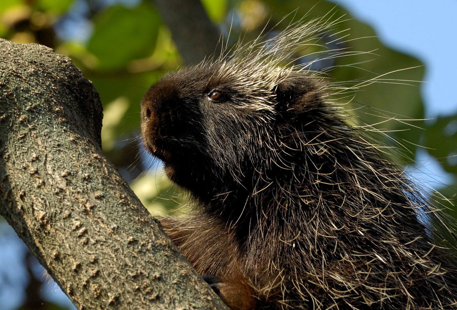Krakowskie zoo ma nowego mieszkańca. Hugo to urson amerykański - o2 ...