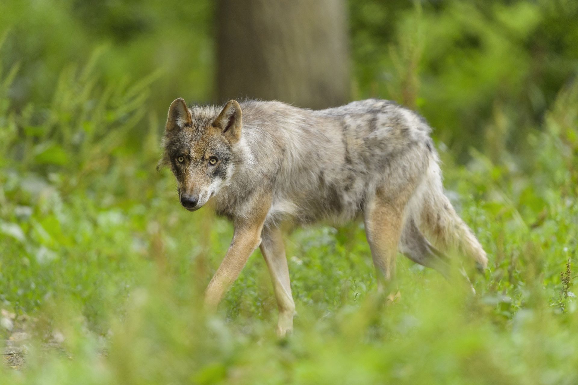 Niebezpieczna sytuacja w Jabłonce. Wilk zbliżył się do dziecka i porwał psa
