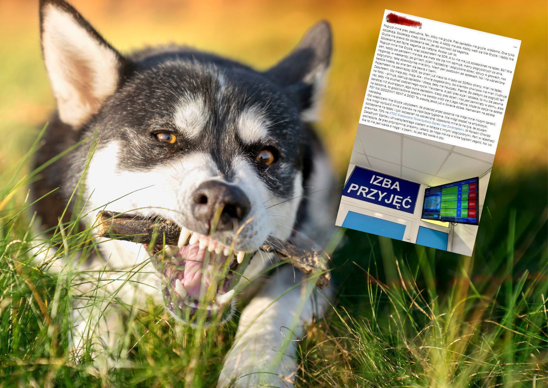 Pogryzł go pies sąsiadów. Oto co zastał na SOR