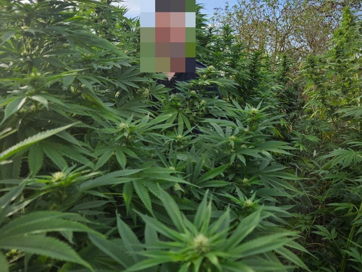 Korczew: Nielegalna plantacja konopi. Była ukryta na wysepkach stawu