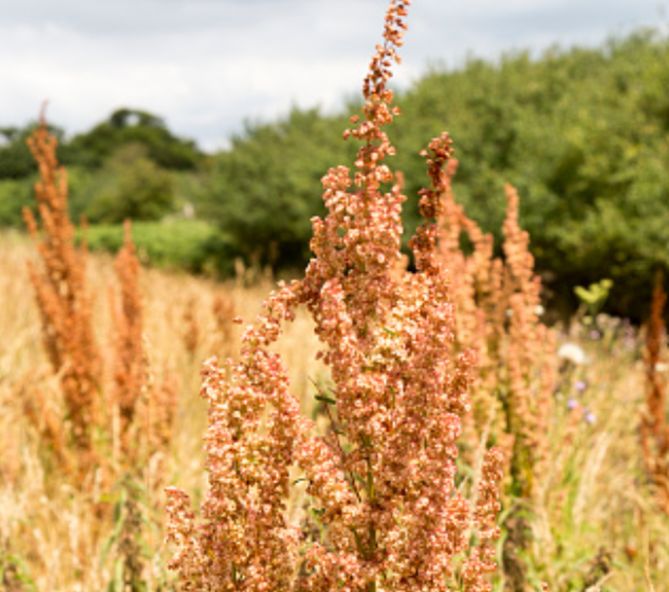 Kobylak, czyli szczaw kędzierzawy – właściwości i zastosowanie | WP ...