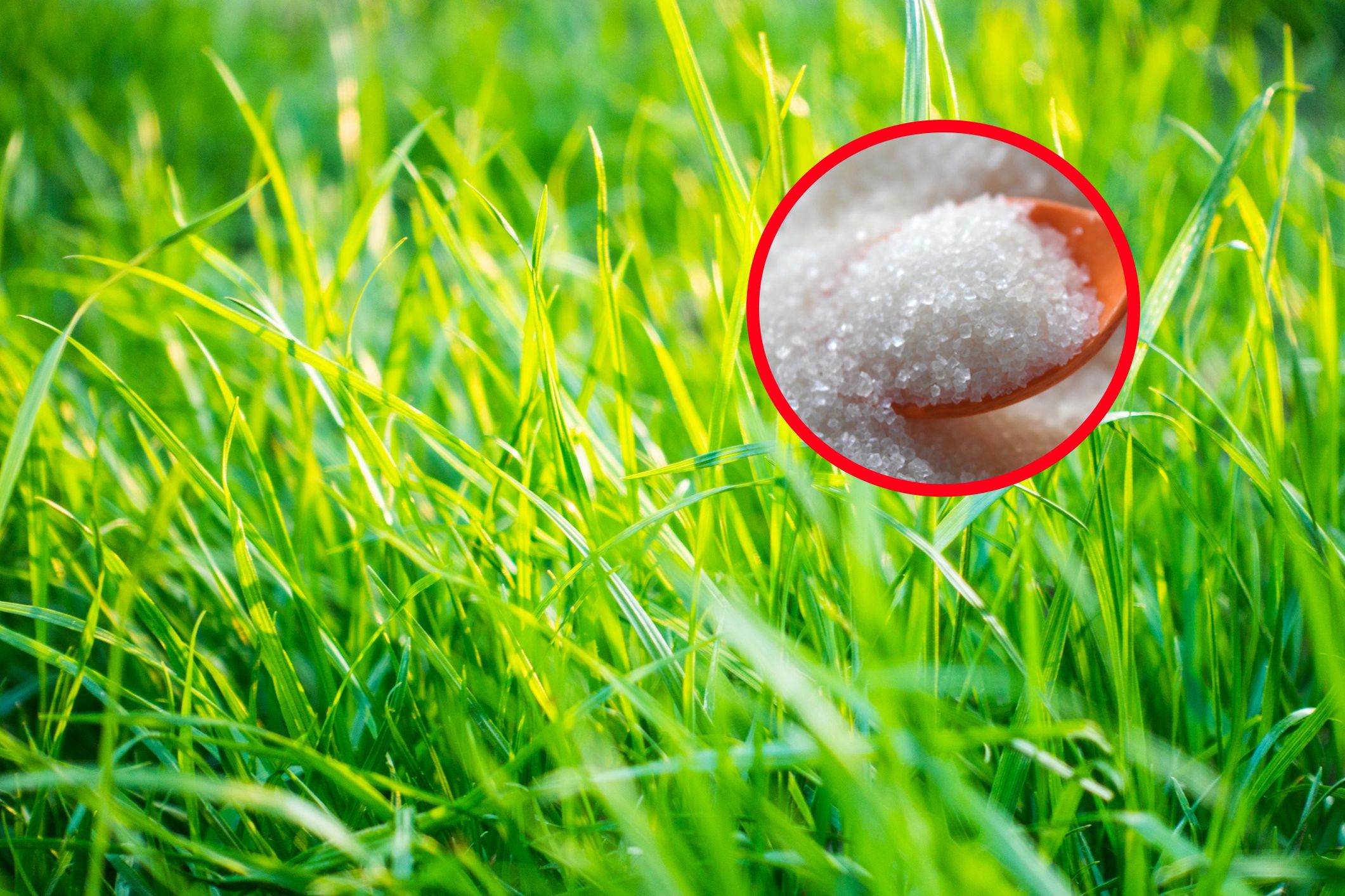 Raz w miesiącu posyp nim trawnik. Zamieni się w "zielony dywan"