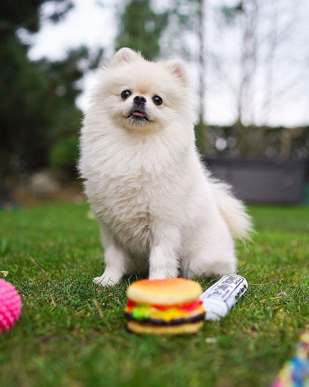 Oskarżono go o zaniedbanie psa. Teraz tłumaczy opłakany stan jego ...