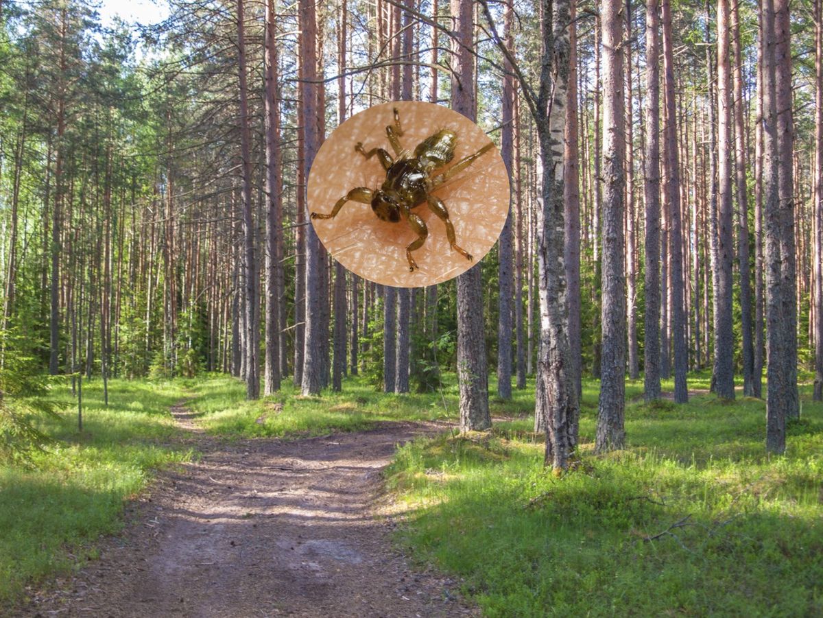 Potworne strzyżaki. Strzeż się przed atakiem owadów gorszych niż ...