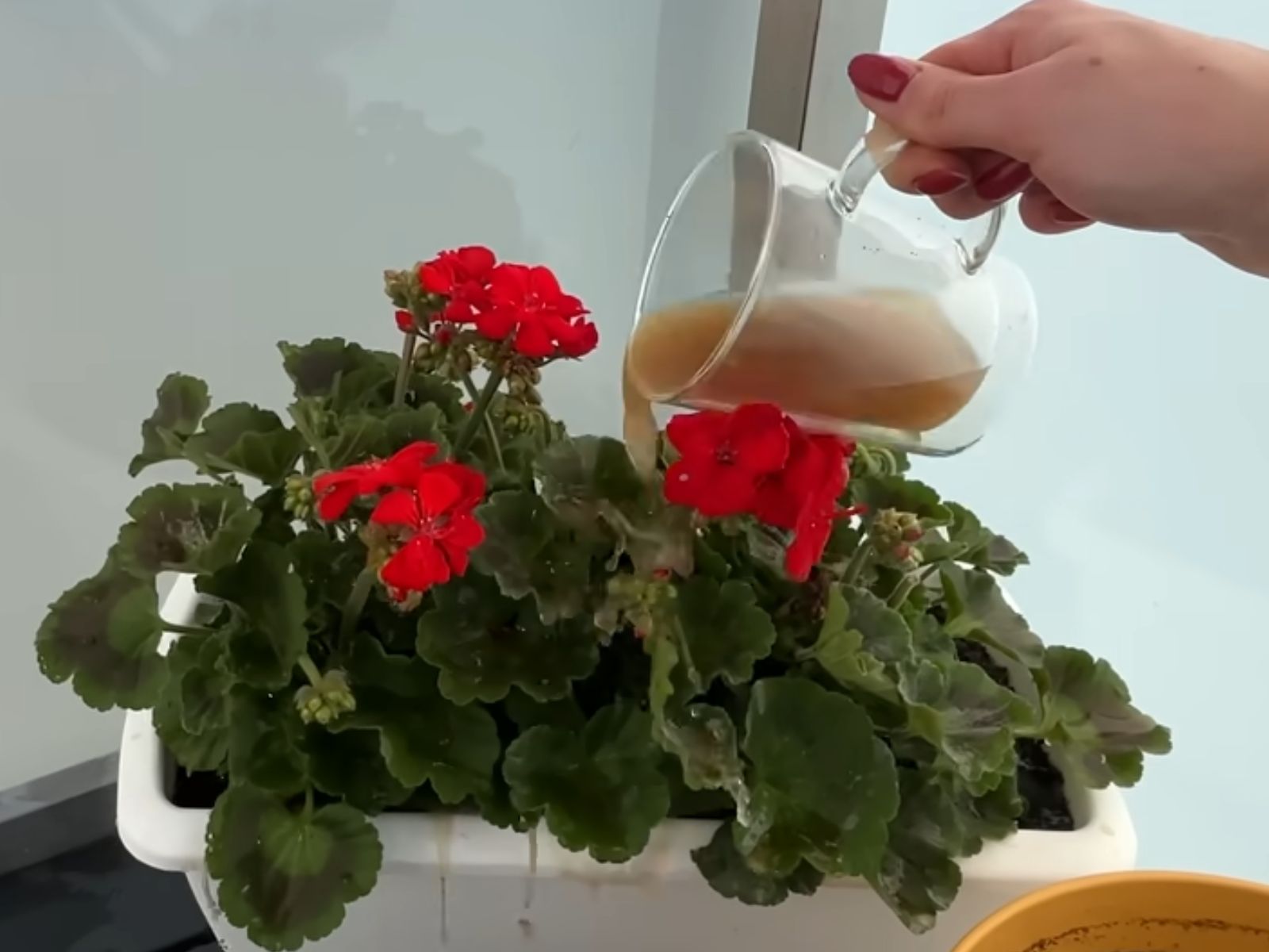 Wlej do pelargonii. Nowe kwiaty dosłownie wystrzelą