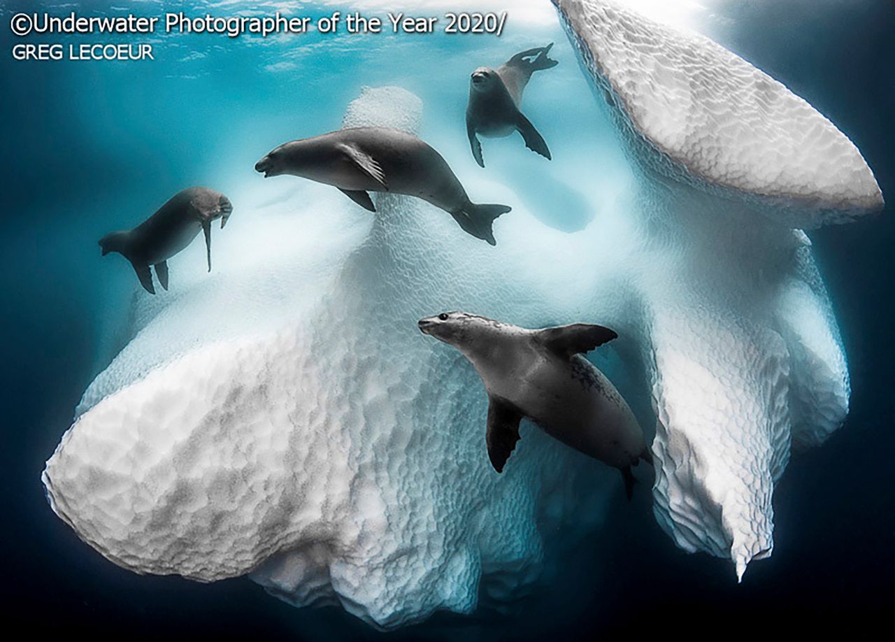 Underwater Photogrpher Of The Year 2020 Najlepsze Zdjęcia Podwodne