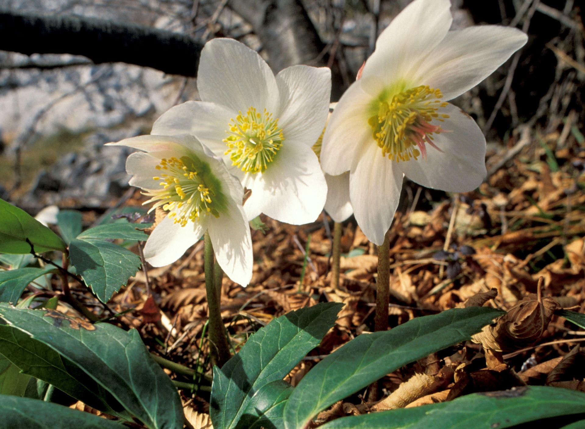Ozdobi twój ogród zimą. Kwitnie w najmniej oczekiwanym momencie