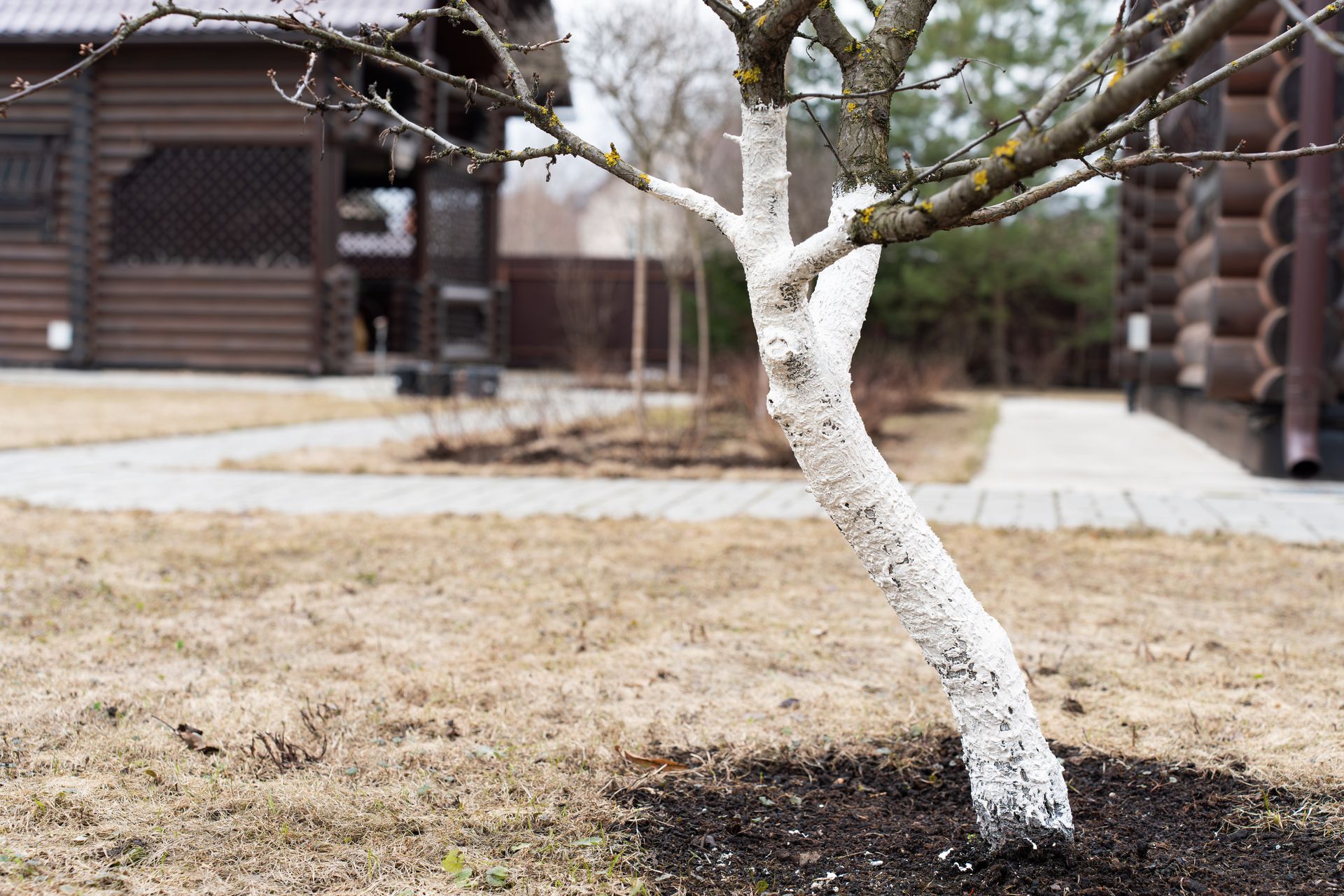 To ostatni dzwonek, by wykonać ten zabieg. Ochronisz drzewa przed mrozem