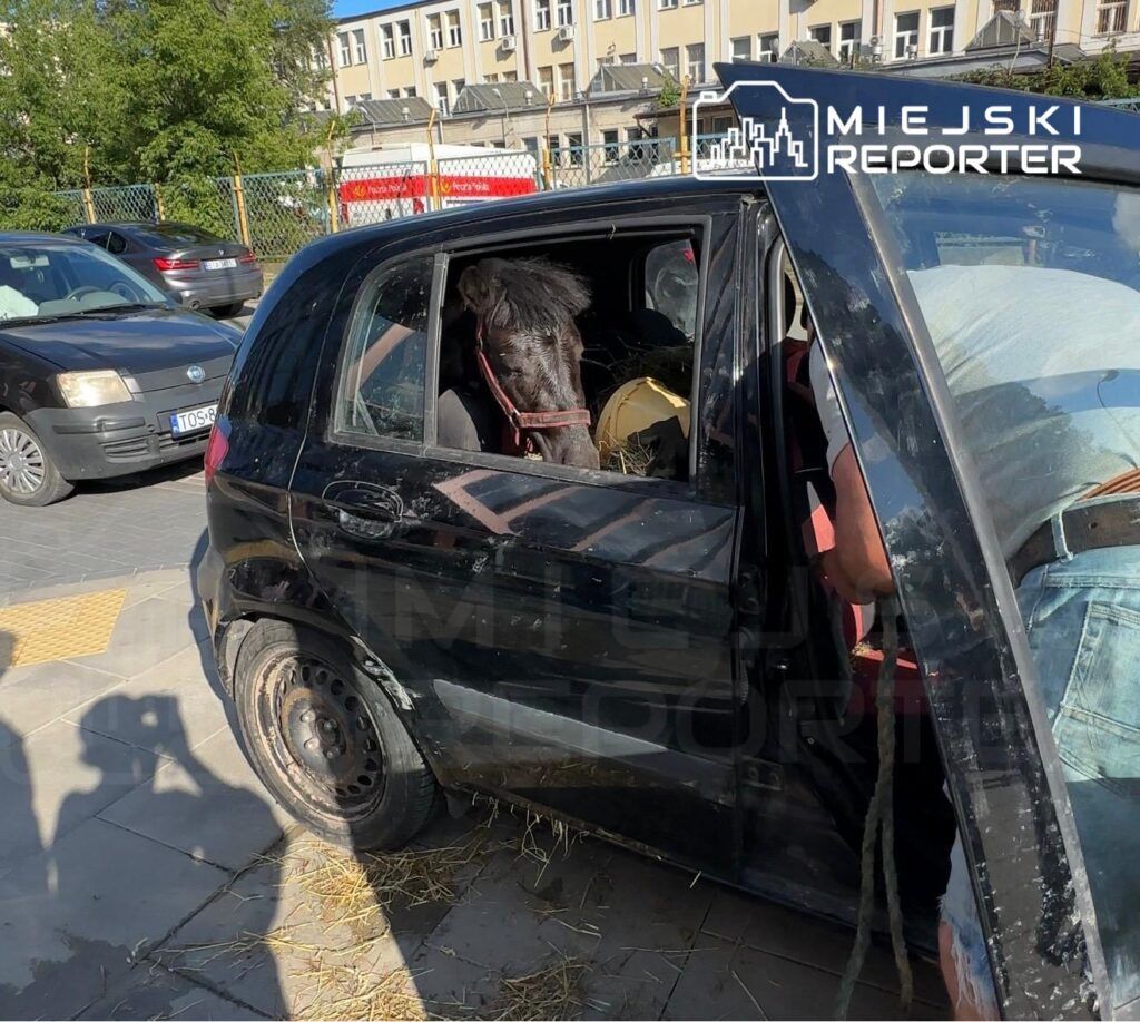 Warszawa: Koń w nagrzanym bagażniku. Kierowcy nie było kilka godzin