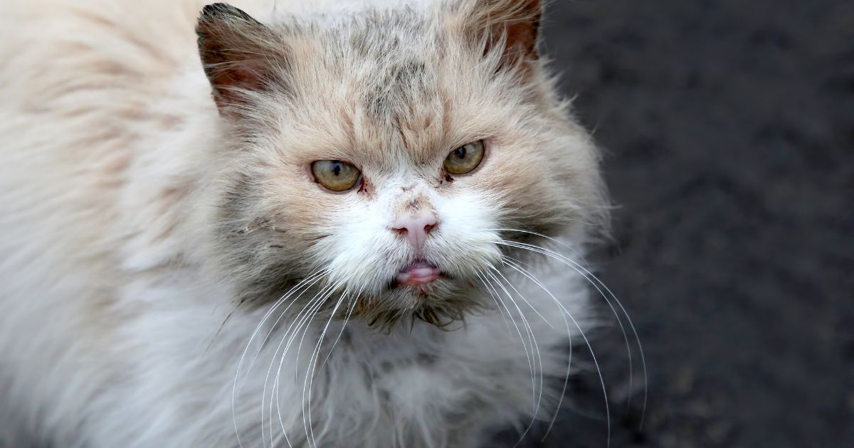 KastrAkcja: The battle against cat homelessness in Bydgoszcz continues ...