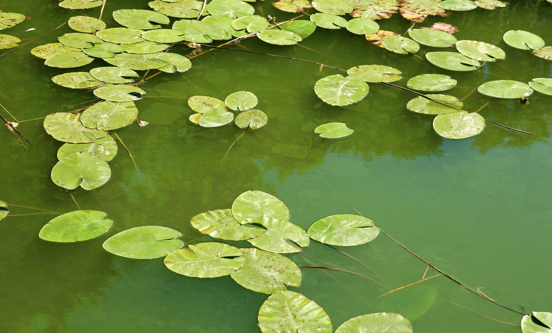 Sinice 2022. Wiele kąpielisk zamkniętych. Aktualna mapa sinic [31.08.2022]