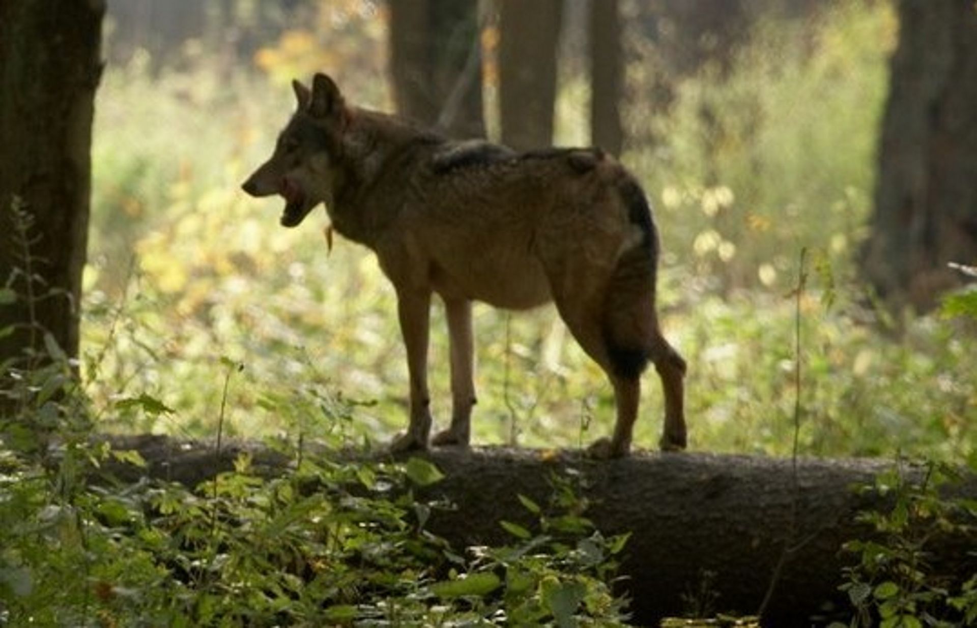 Myśliwy zabił znanego wilka Kosego. Jest wyrok sądu w Zamościu
