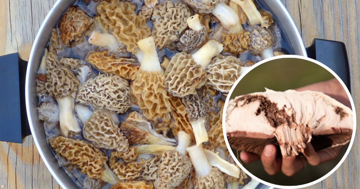 Przygotuj ten roztwór i zanurz w nim grzyby. Robaki natychmiast uciekną ...