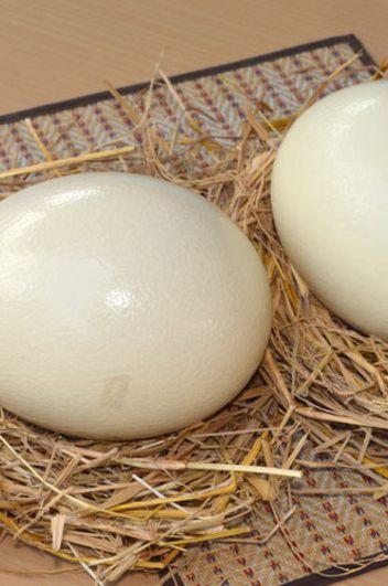 Sezon na strusie jaja